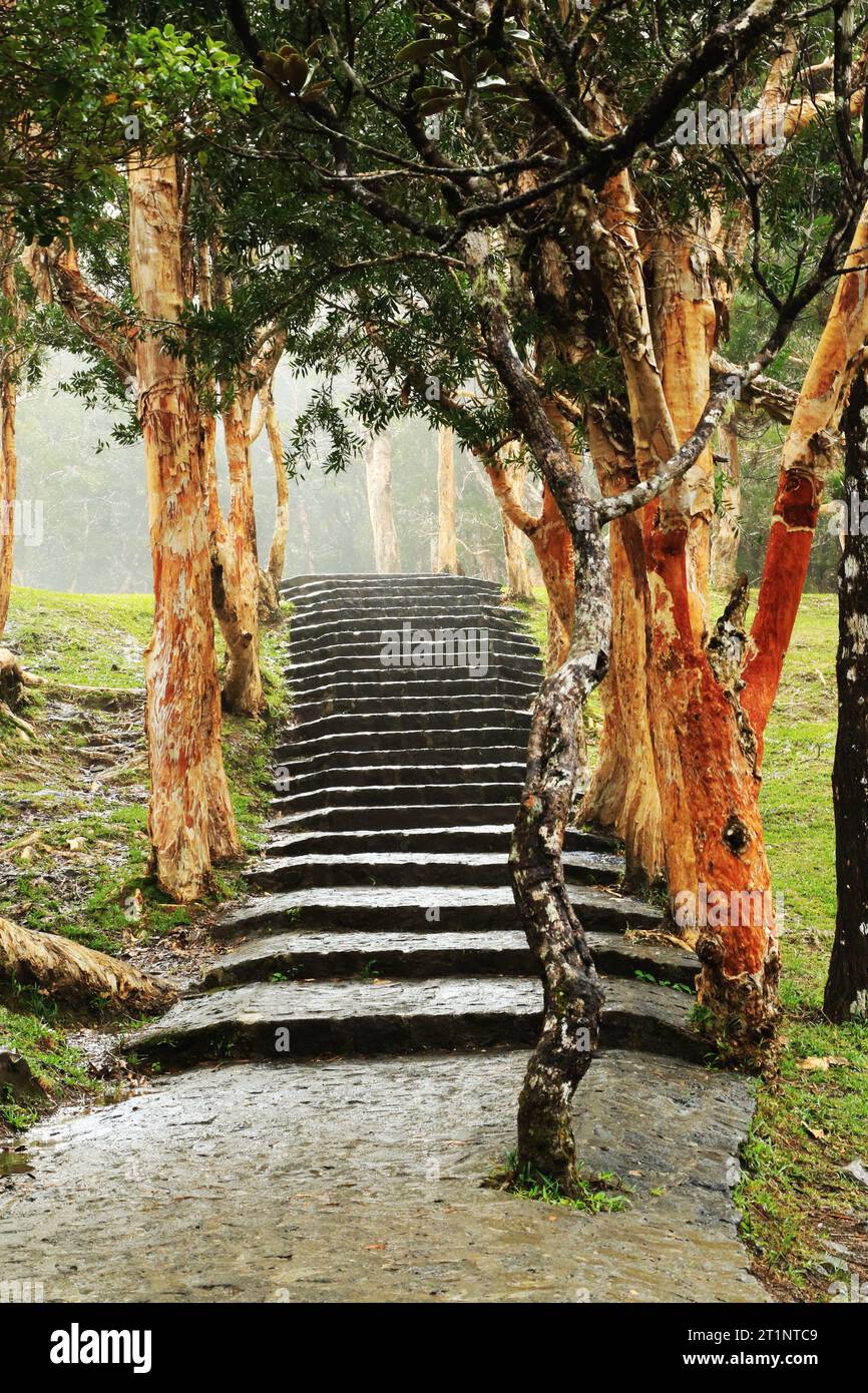 Slippery stairs from down to up under the foggy crown of trees Stock ...