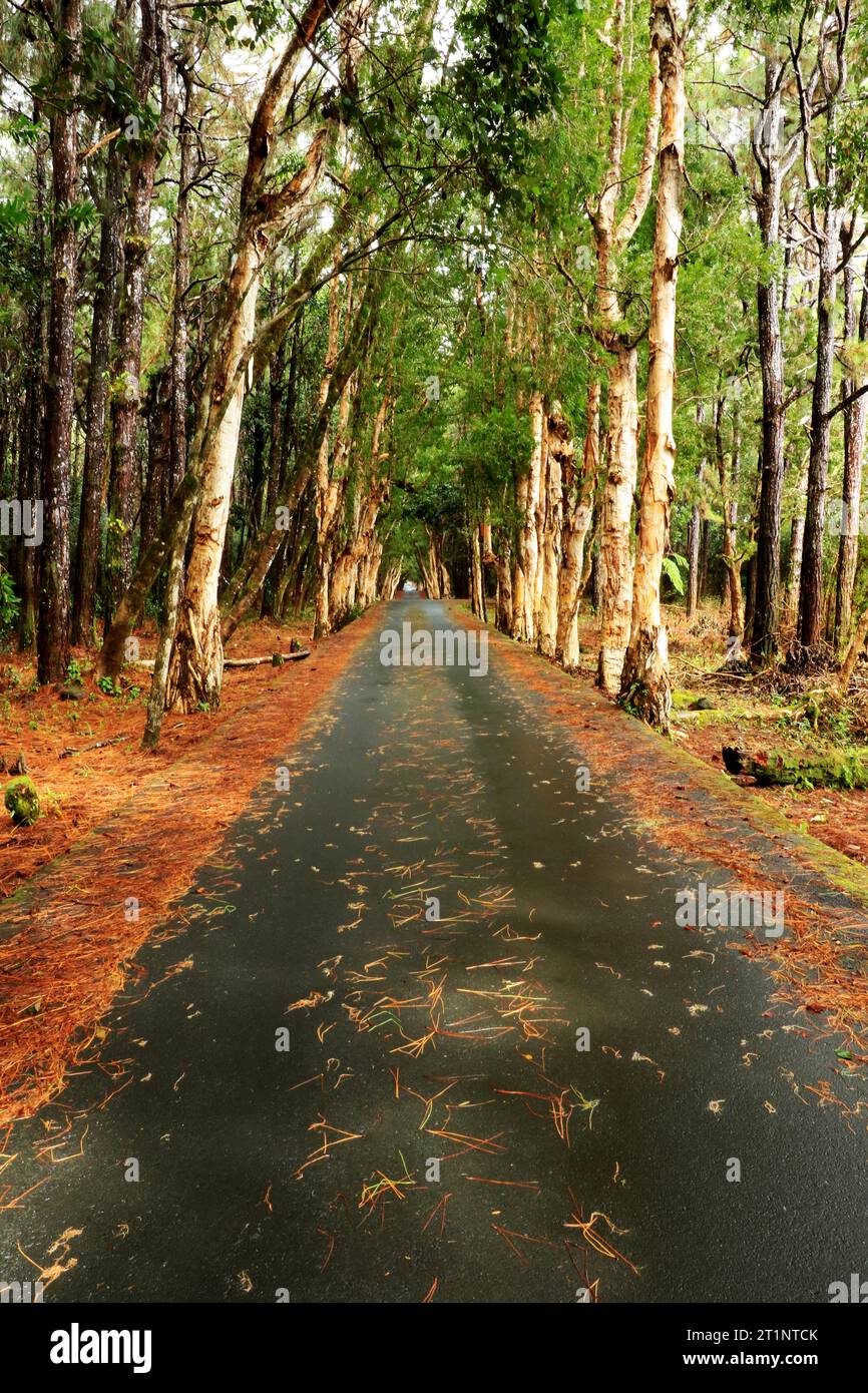 Rainy road through the arch of tree upper branches in the mysterious ...