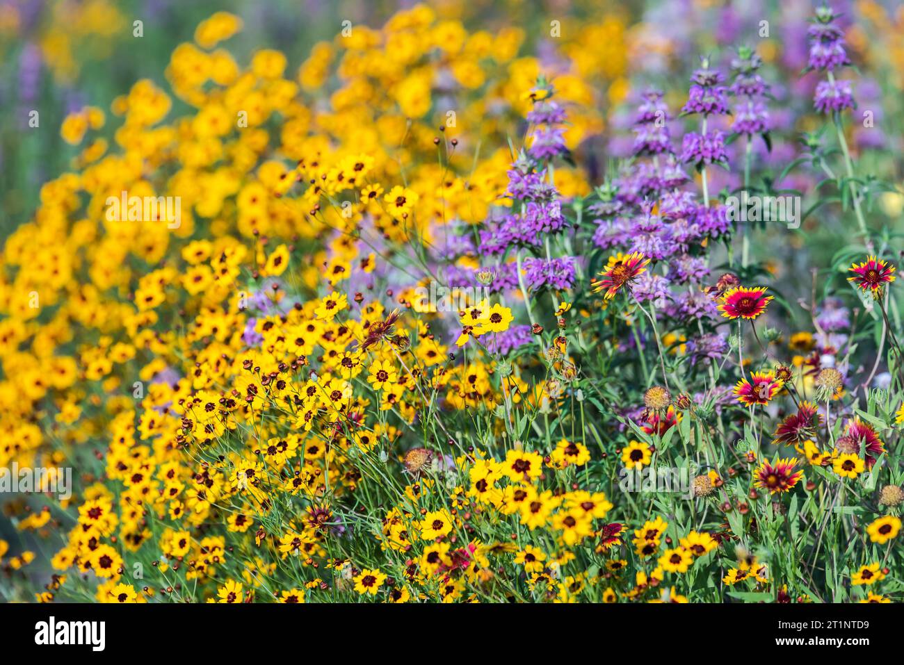 Colorful spring wildflowers covered the roadside and public areas in ...
