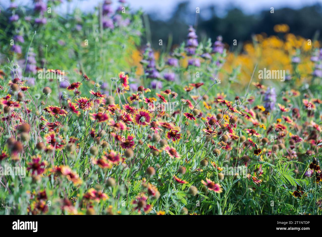 Colorful spring wildflowers covered the roadside and public areas in ...