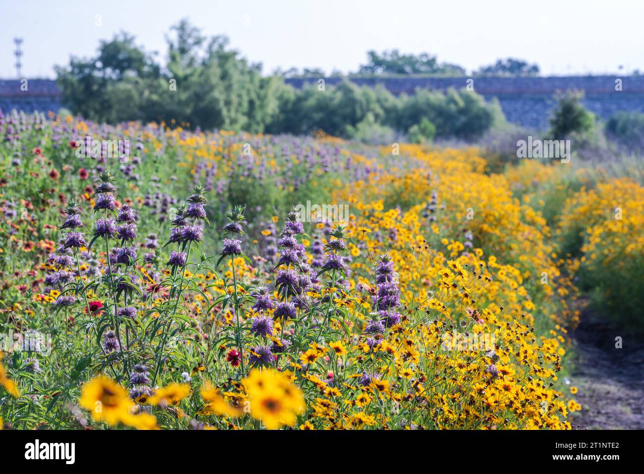 Colorful spring wildflowers covered the roadside and public areas in ...