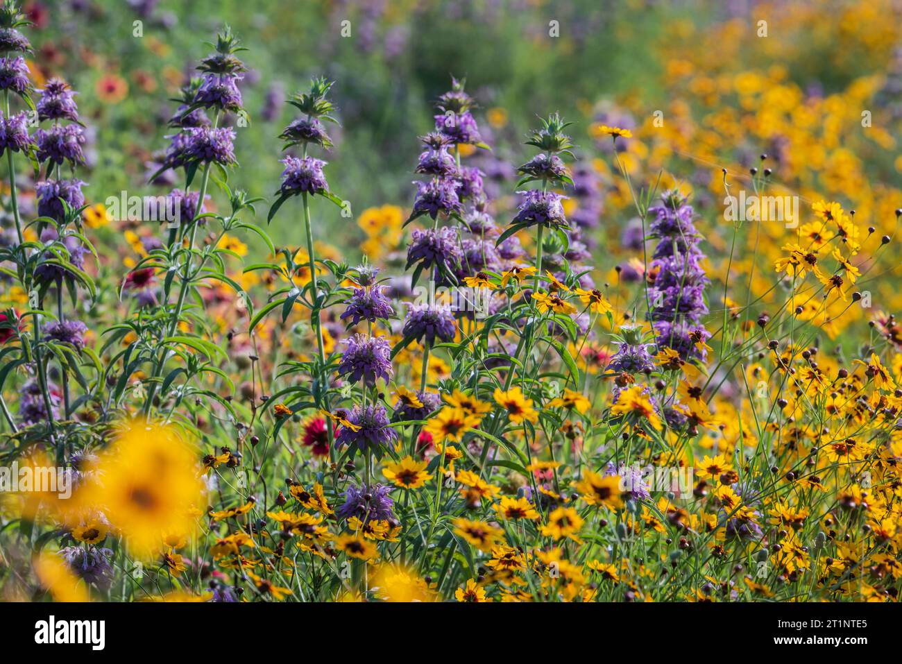 Colorful spring wildflowers covered the roadside and public areas in ...