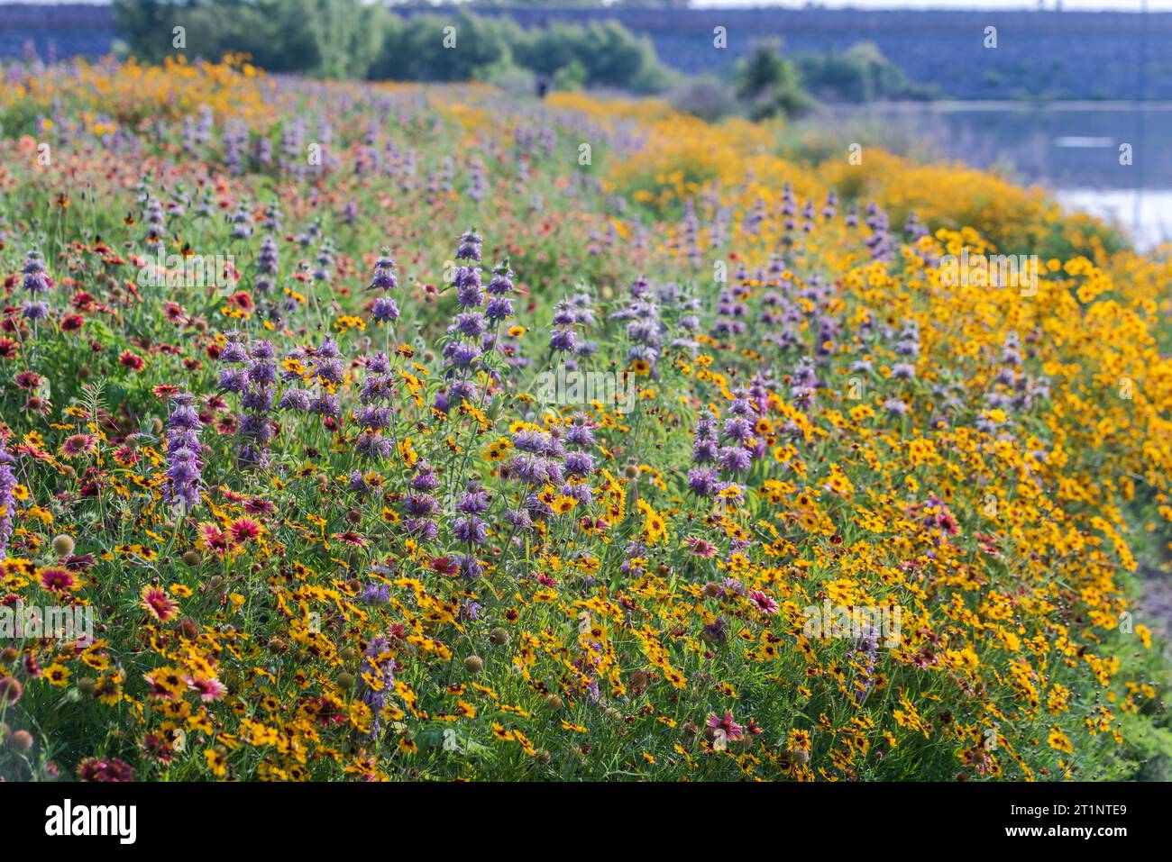 Colorful spring wildflowers covered the roadside and public areas in ...