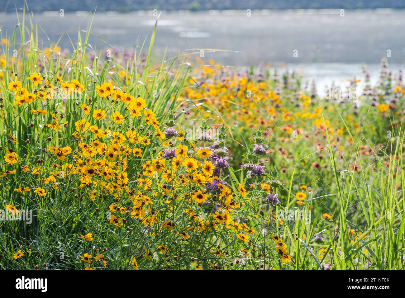 Colorful spring wildflowers covered the roadside and public areas in ...