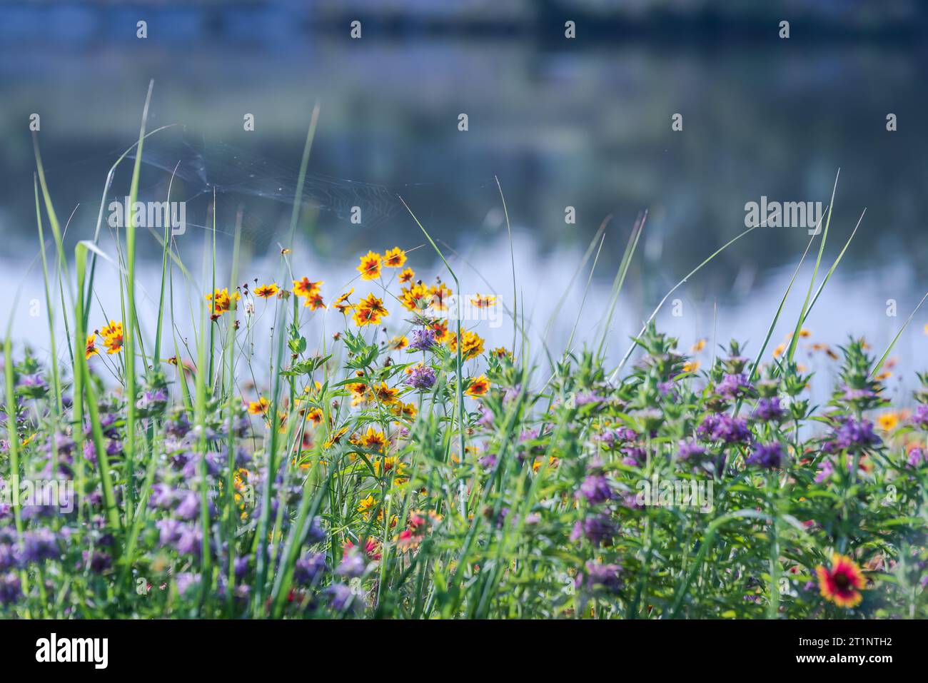 Colorful spring wildflowers covered the roadside and public areas in ...