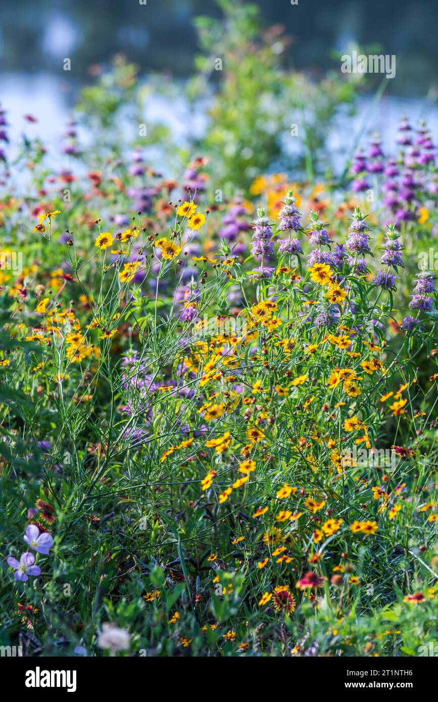 Colorful spring wildflowers covered the roadside and public areas in ...