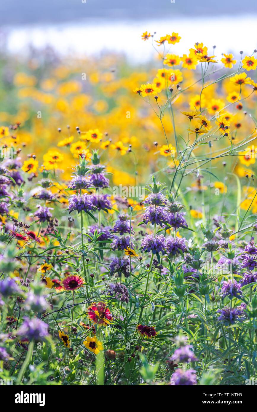 Colorful spring wildflowers covered the roadside and public areas in ...