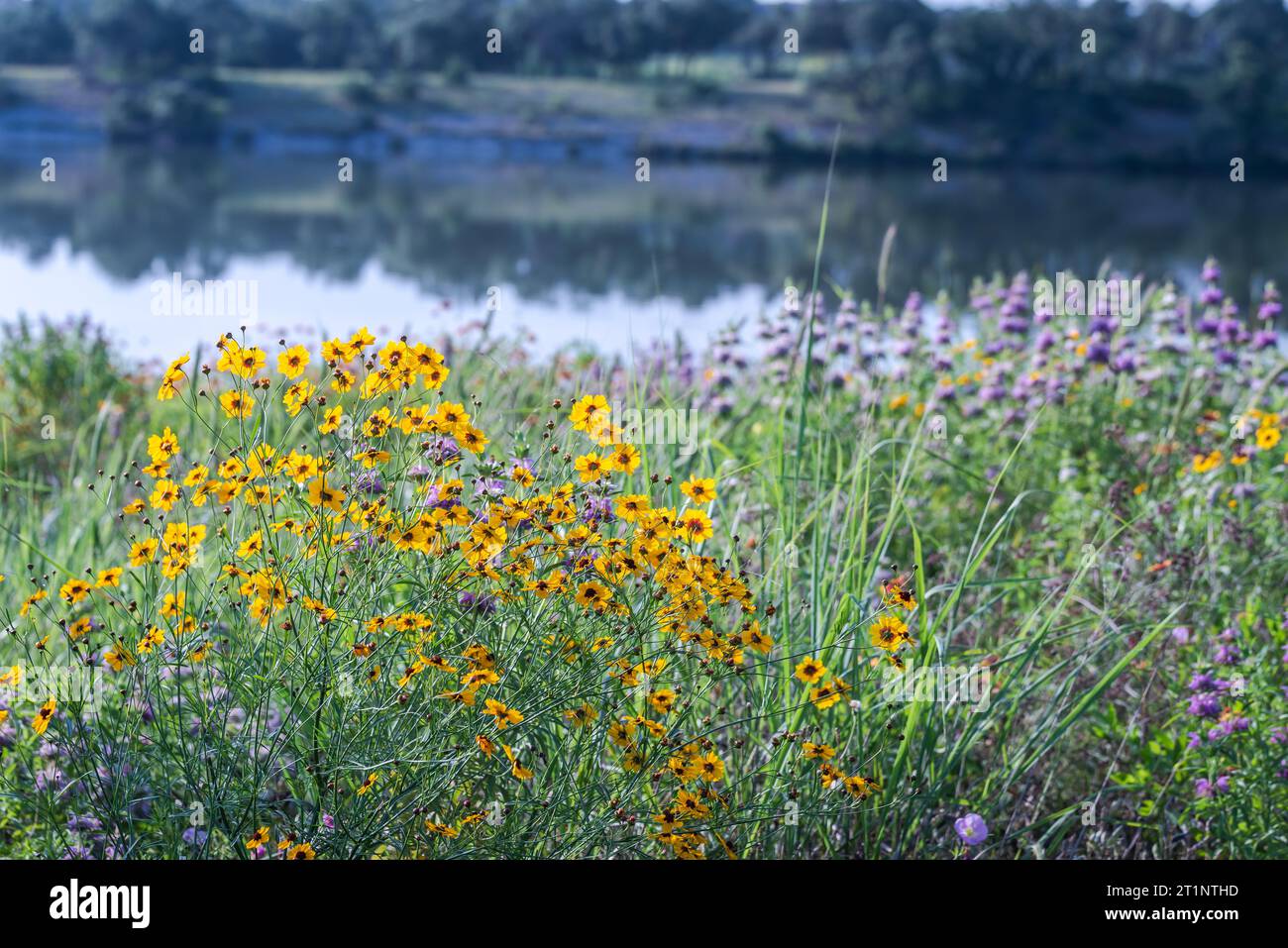 Colorful spring wildflowers covered the roadside and public areas in ...