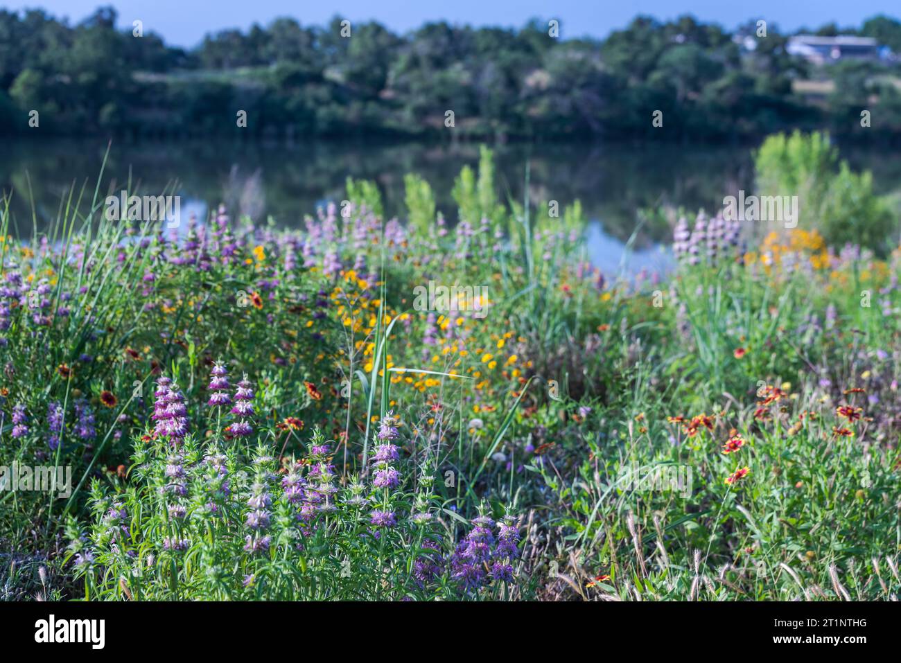 Colorful spring wildflowers covered the roadside and public areas in ...