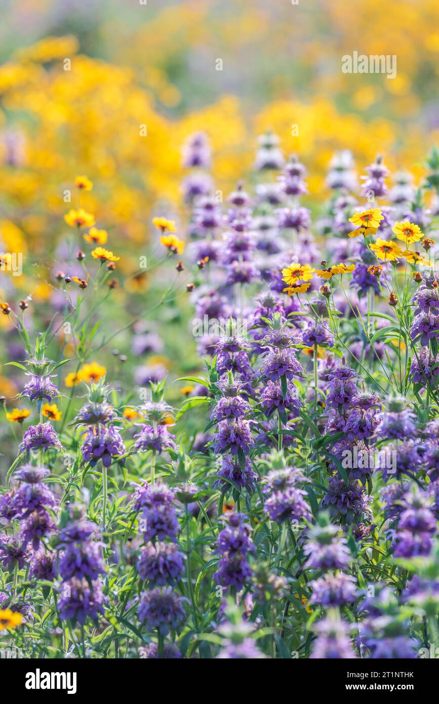 Colorful spring wildflowers covered the roadside and public areas in ...