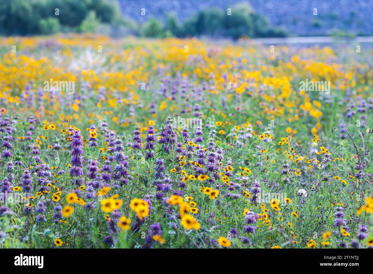 Colorful spring wildflowers covered the roadside and public areas in ...