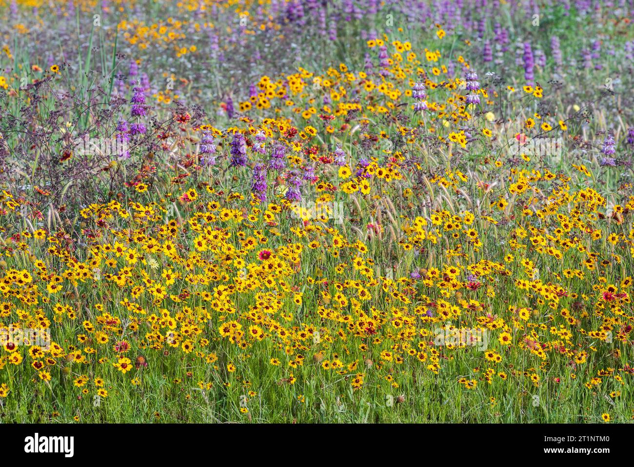 Colorful spring wildflowers covered the roadside and public areas in ...