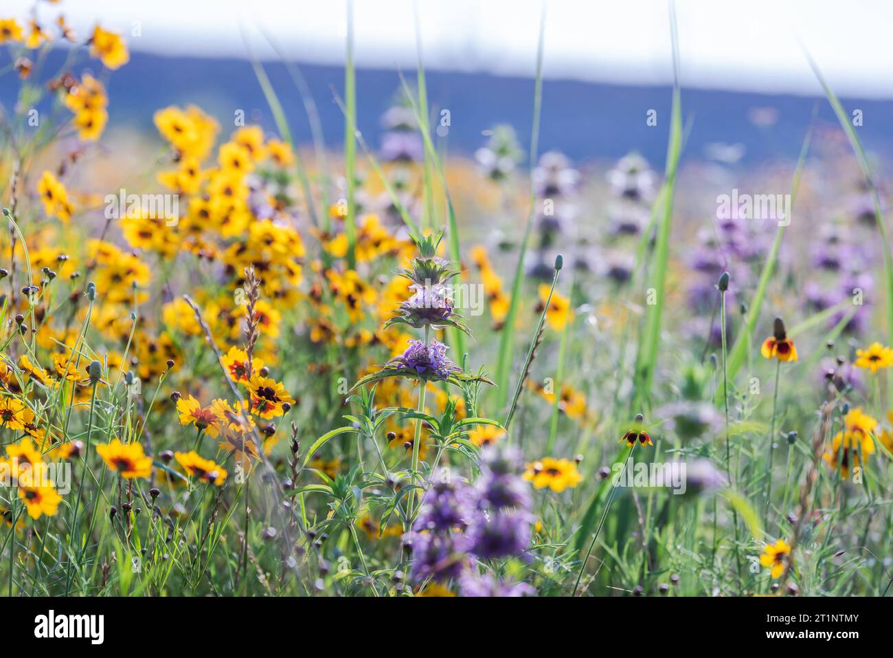Colorful spring wildflowers covered the roadside and public areas in ...