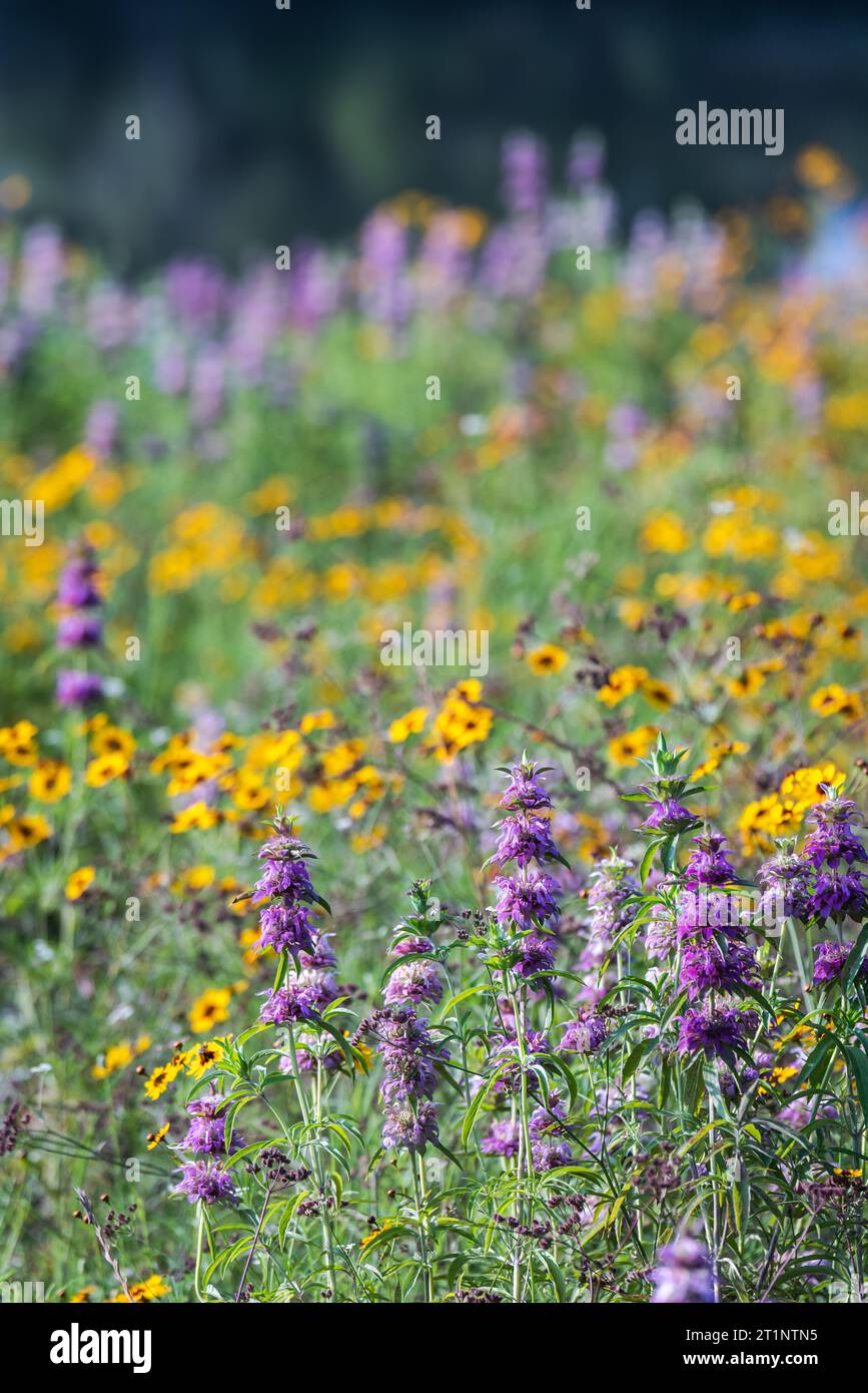 Colorful spring wildflowers covered the roadside and public areas in ...