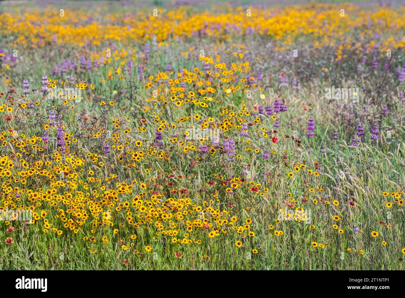 Colorful spring wildflowers covered the roadside and public areas in ...