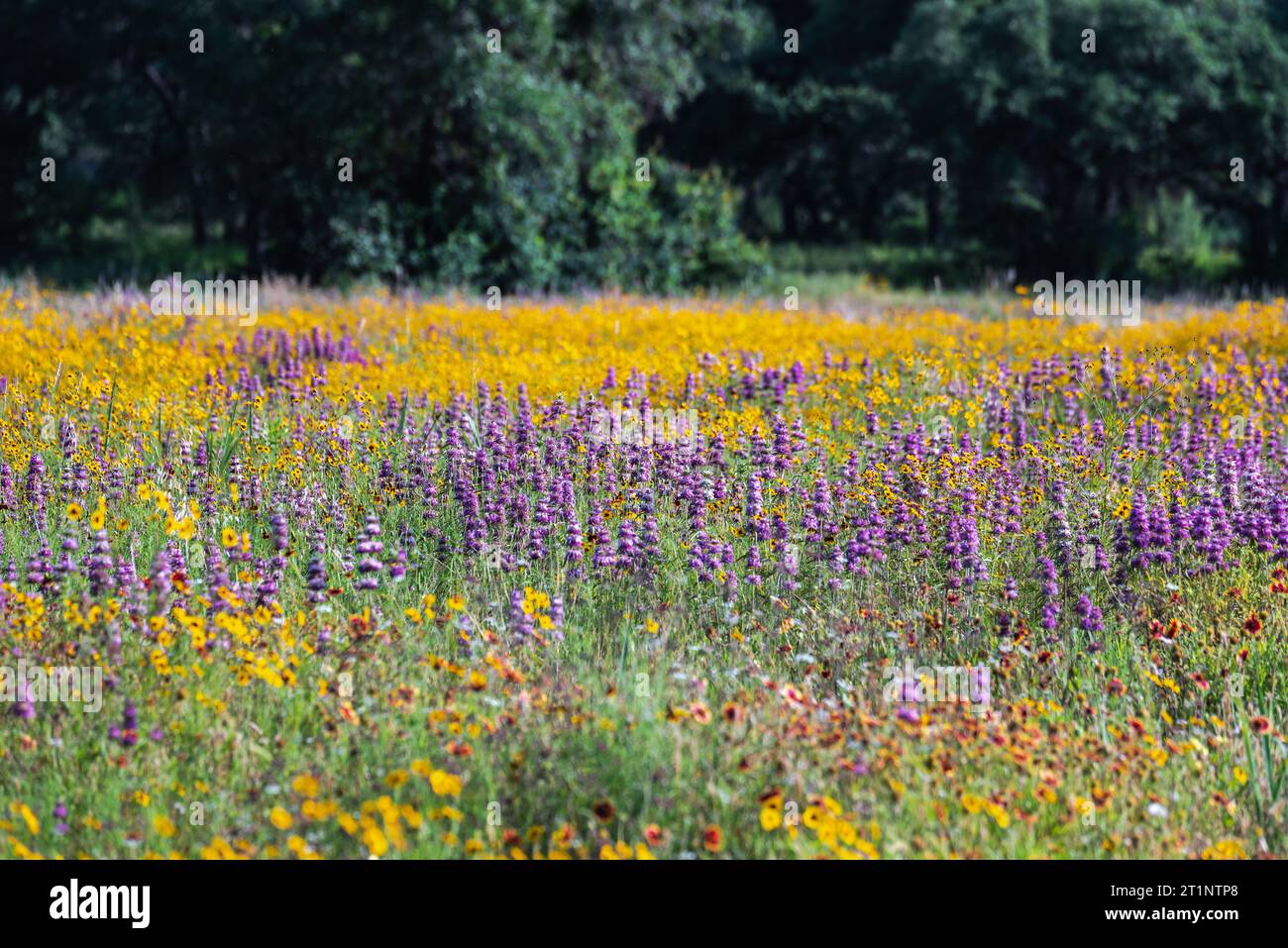 Colorful spring wildflowers covered the roadside and public areas in ...