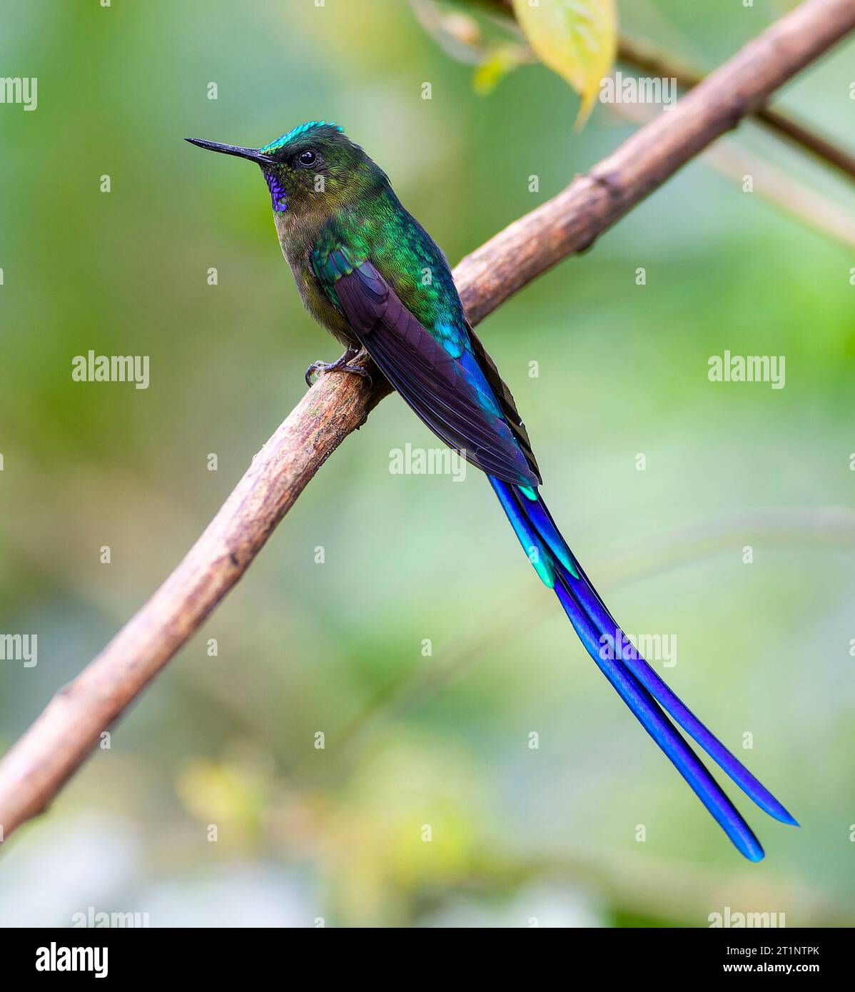 Male long tailed sylph hummingbird ecuador hi-res stock photography and ...