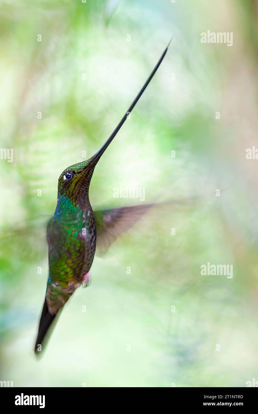 Sword-billed Hummingbird (Ensifera ensifera) in Ecuador Stock Photo - Alamy
