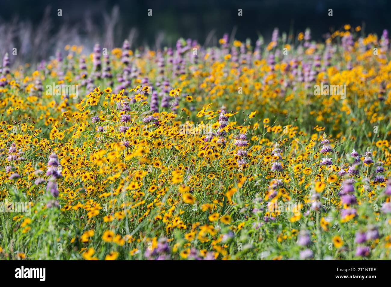 Colorful spring wildflowers covered the roadside and public areas in ...