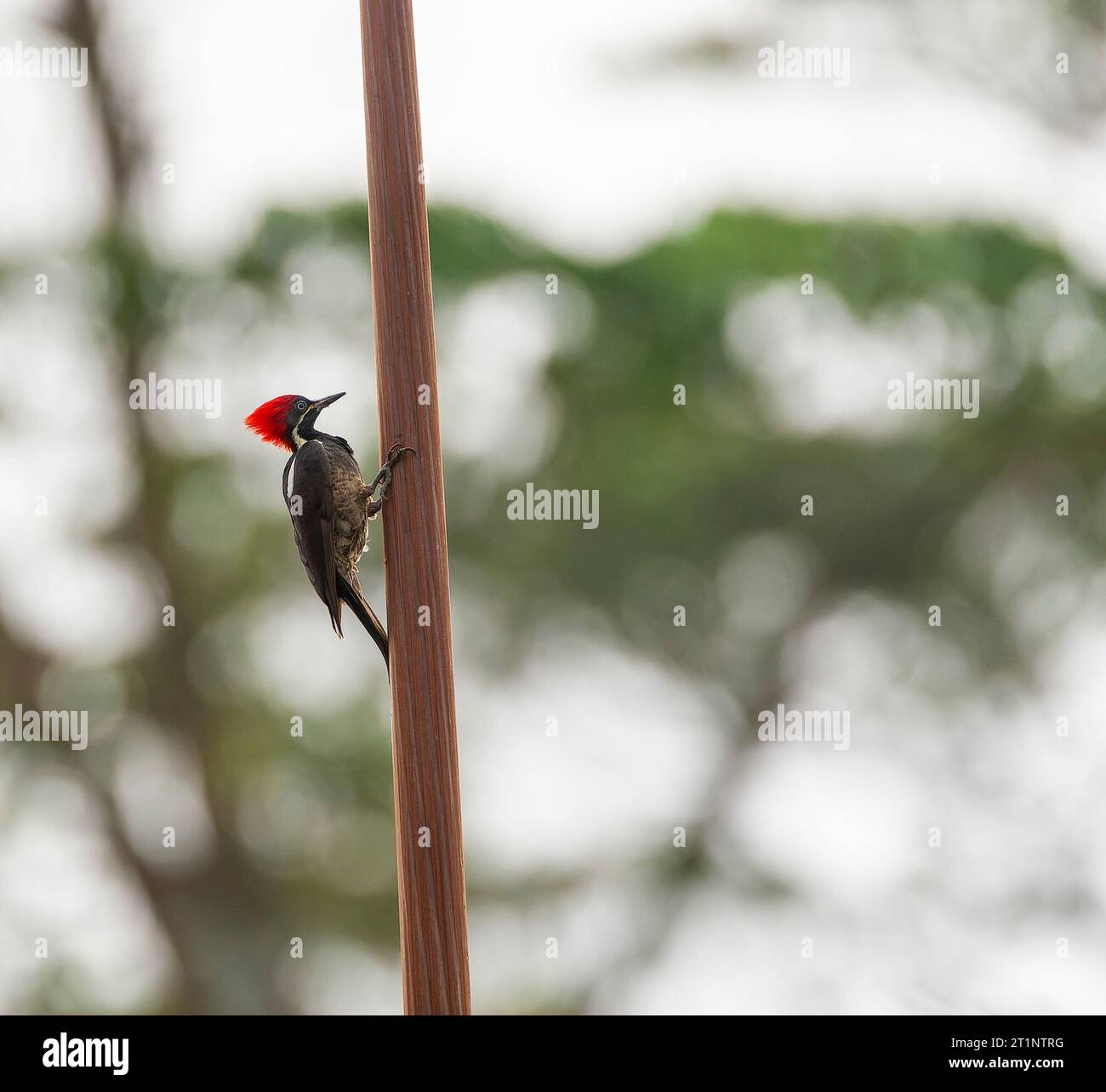 Lineated Woodpecker (Dryocopus lineatus lineatus) in Ecuador Stock ...