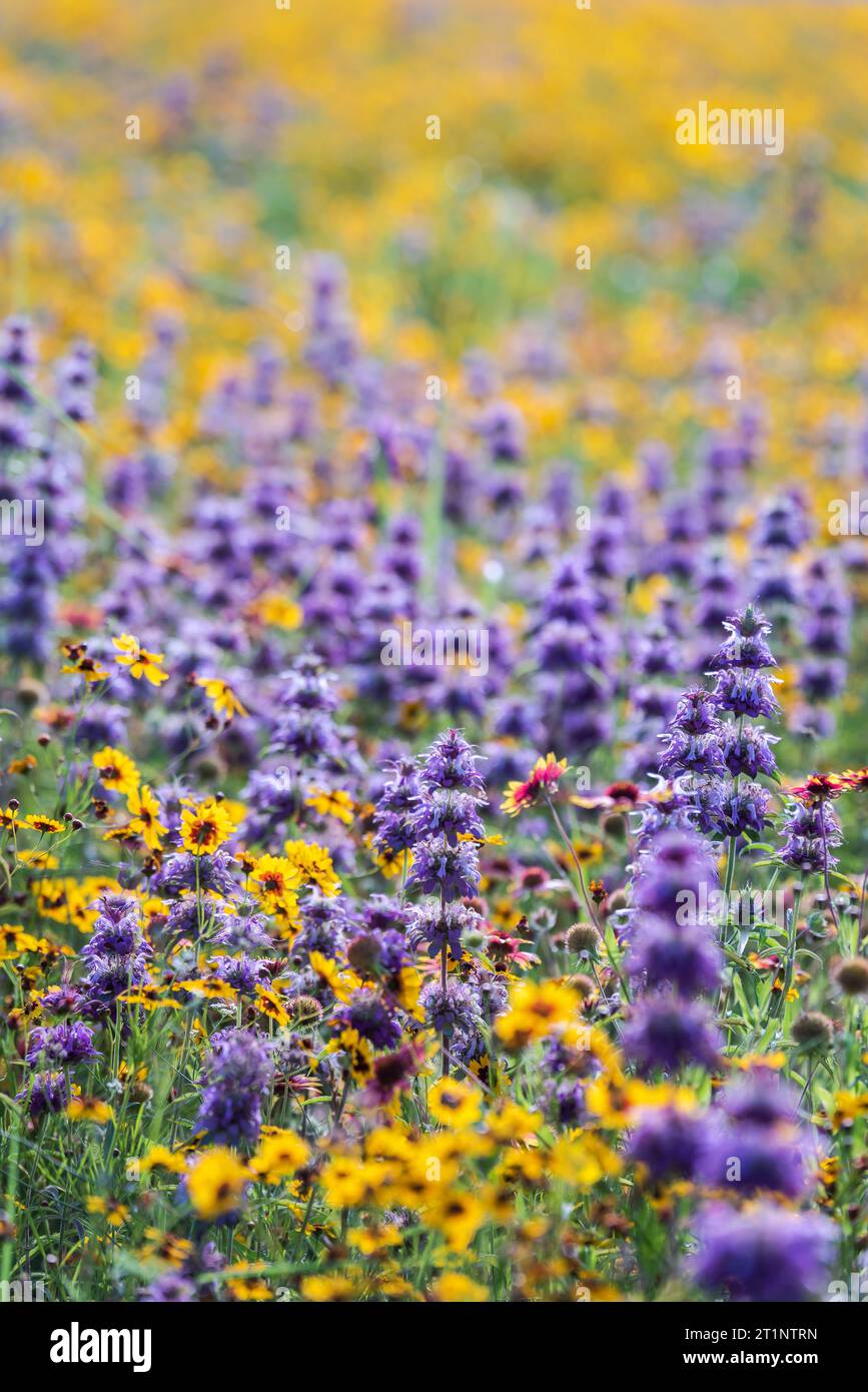 Colorful spring wildflowers covered the roadside and public areas in ...