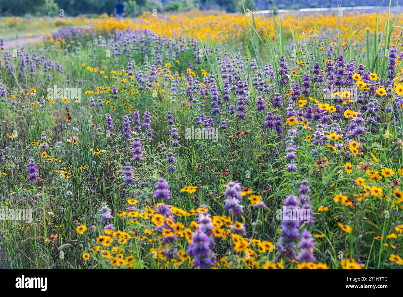 Colorful spring wildflowers covered the roadside and public areas in ...