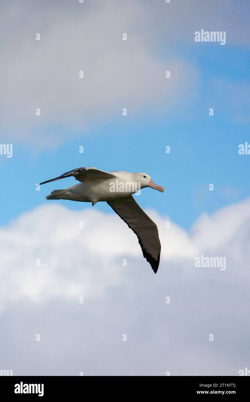 Flying adult Wandering Albatross (Diomedea exulans), or Snowy Albatross ...