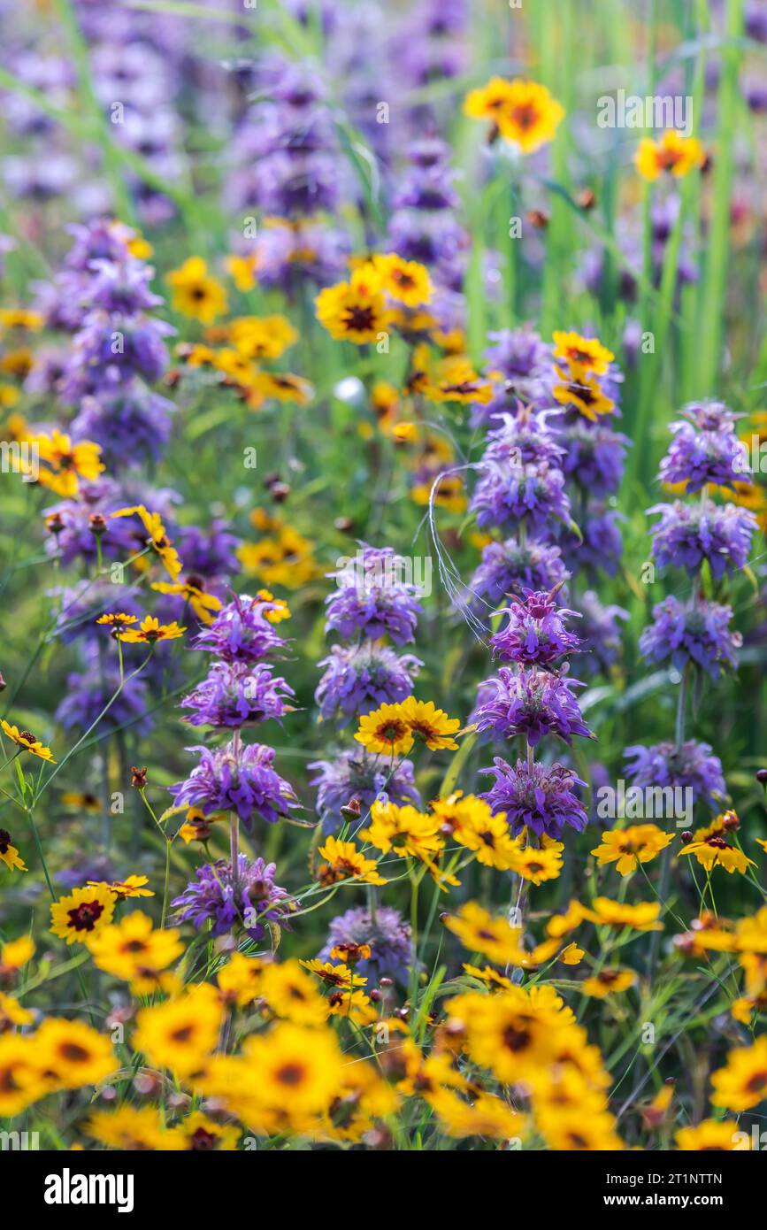 Colorful spring wildflowers covered the roadside and public areas in ...