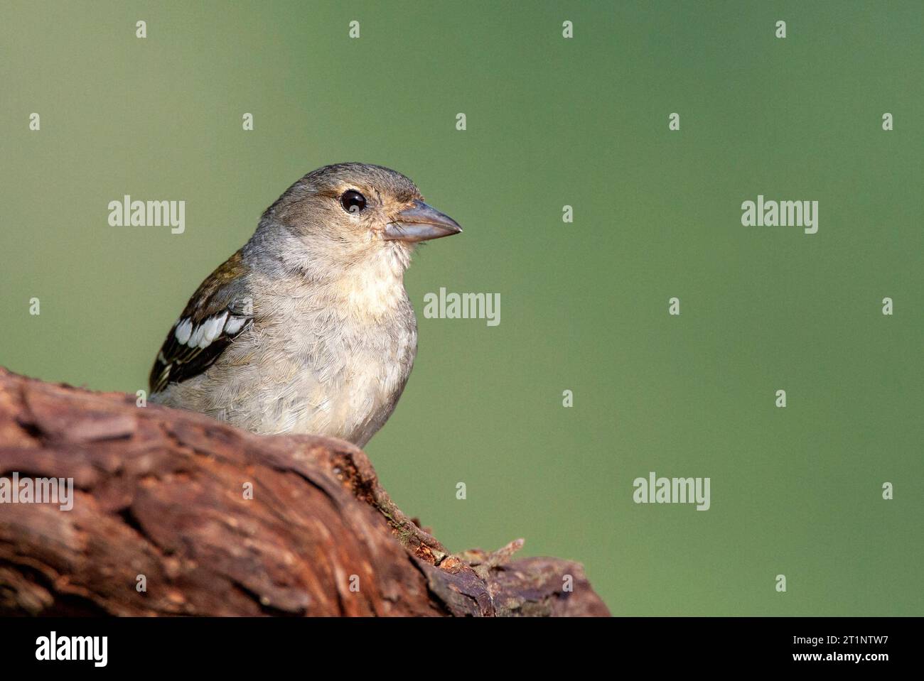 Female Madeira Chaffinch (Fringilla coelebs maderensis), an island ...
