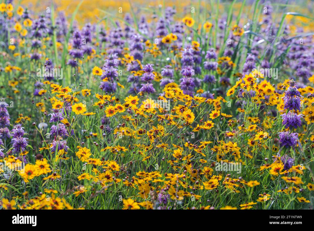 Colorful spring wildflowers covered the roadside and public areas in ...