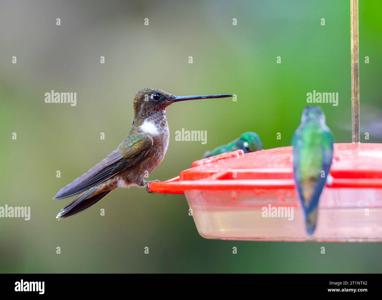 Brown Inca (Coeligena wilsoni) coming to a hummingbird feeder in the ...