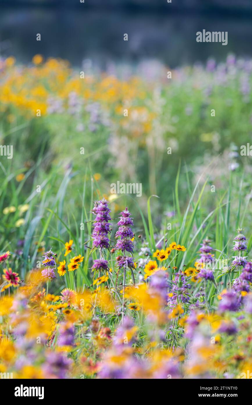 Colorful spring wildflowers covered the roadside and public areas in ...