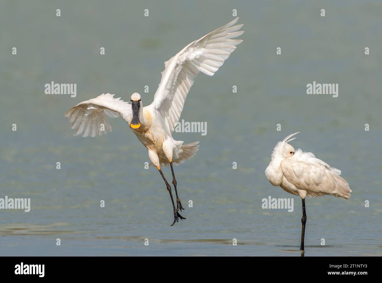 Eurasian Spoonbills Platalea Leucorodia In The Netherlands Adult