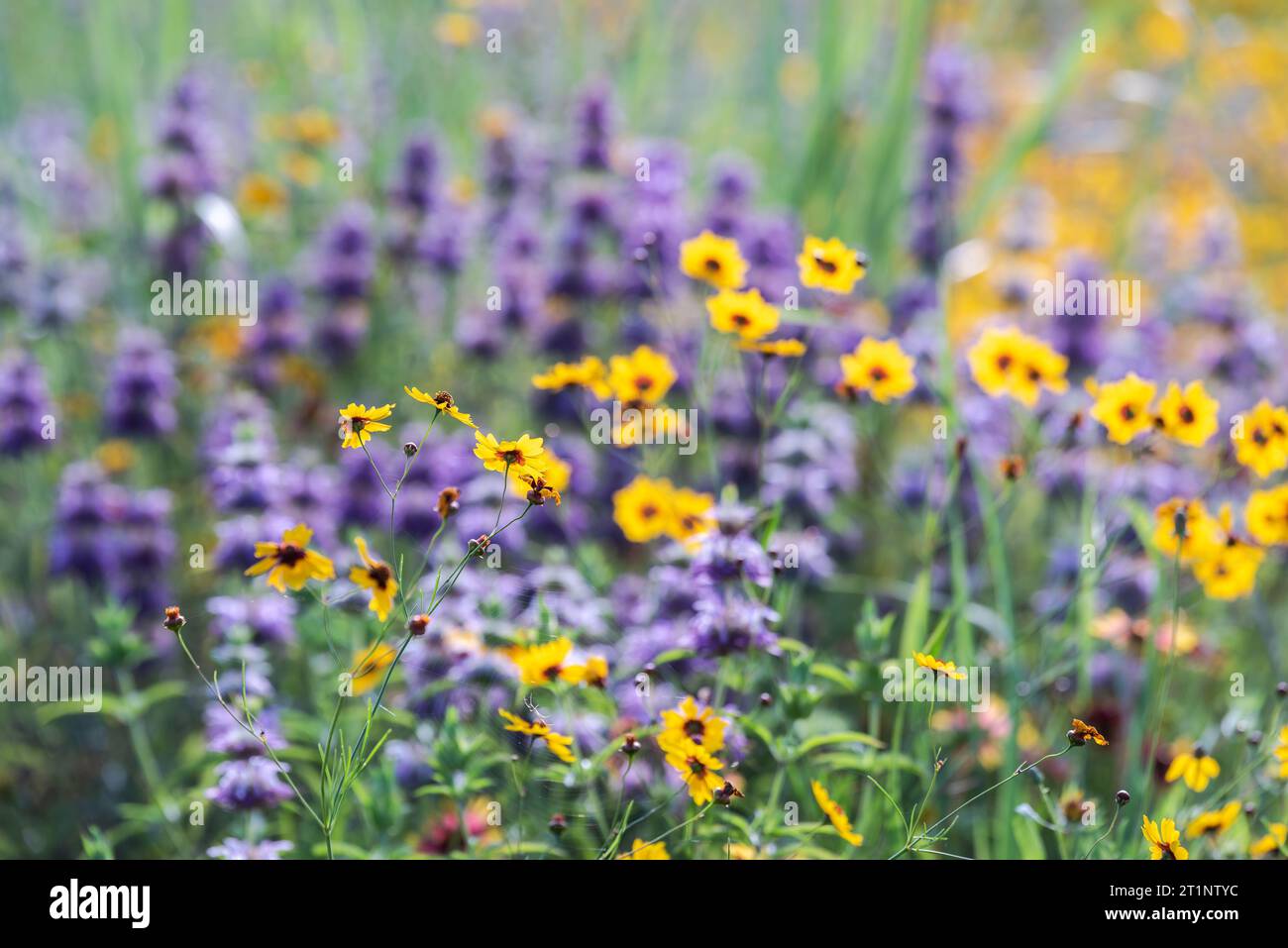 Colorful spring wildflowers covered the roadside and public areas in ...