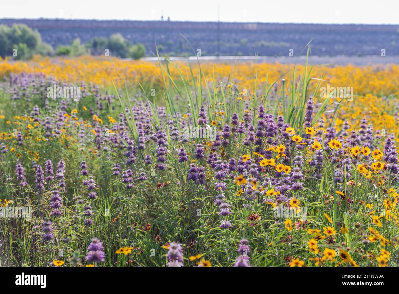 Colorful spring wildflowers covered the roadside and public areas in ...