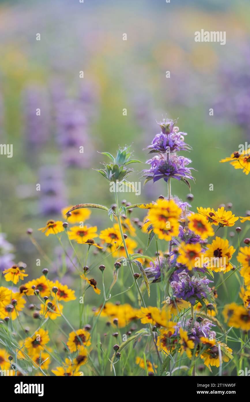 Colorful spring wildflowers covered the roadside and public areas in ...