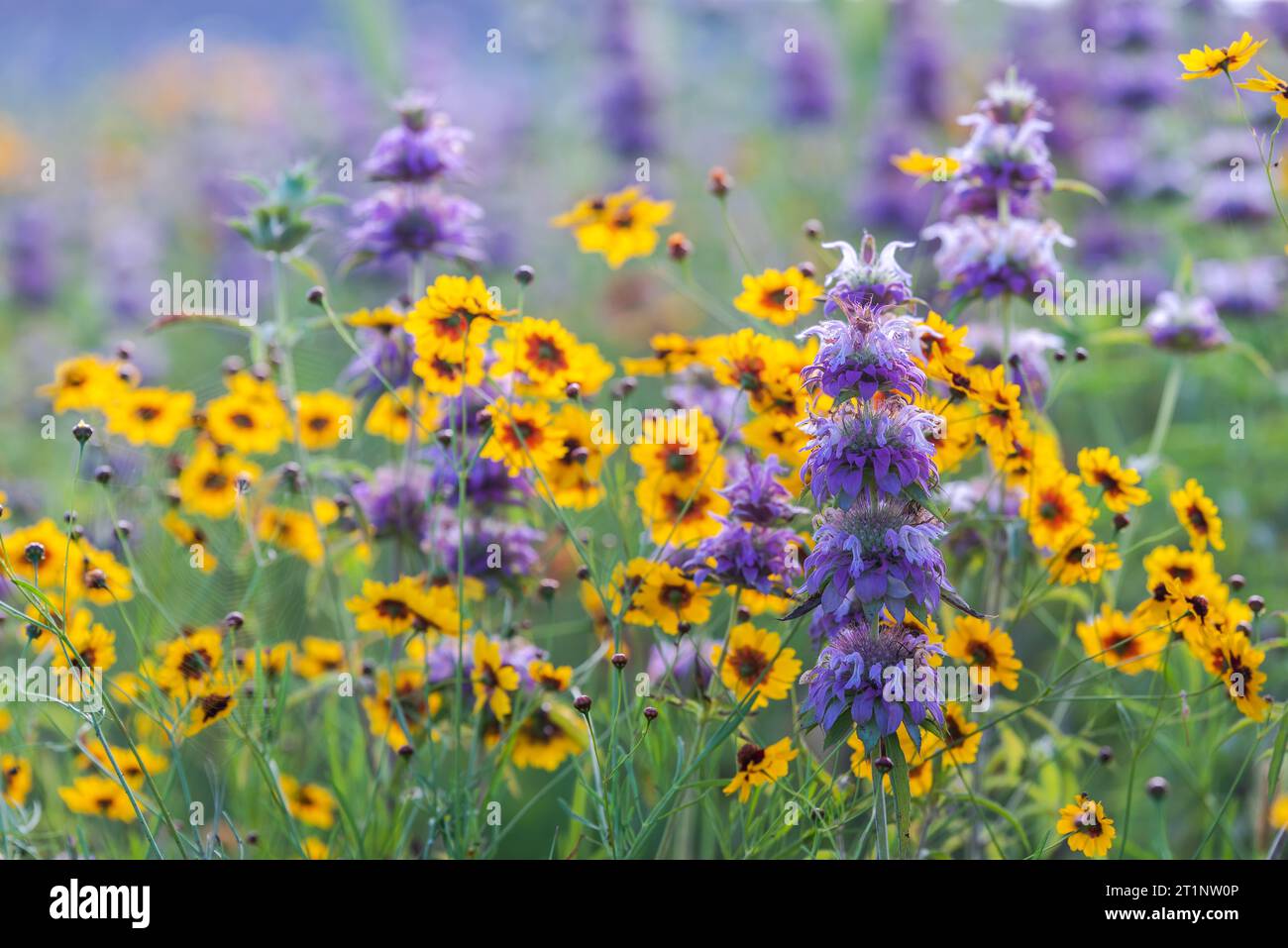 Colorful spring wildflowers covered the roadside and public areas in ...