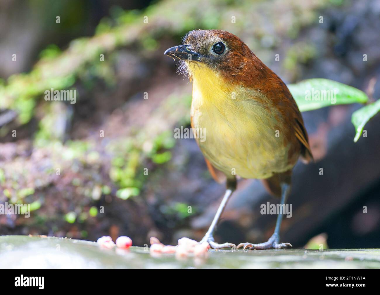 Yellow-breasted Antpitta (Grallaria flavotincta) at Refugio Paz de las ...