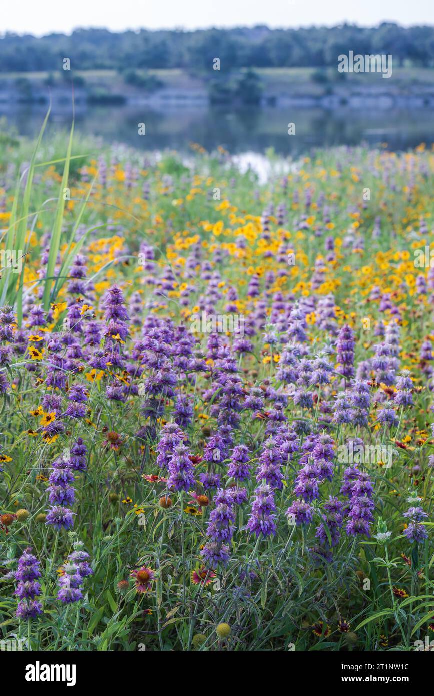 Colorful spring wildflowers covered the roadside and public areas in ...