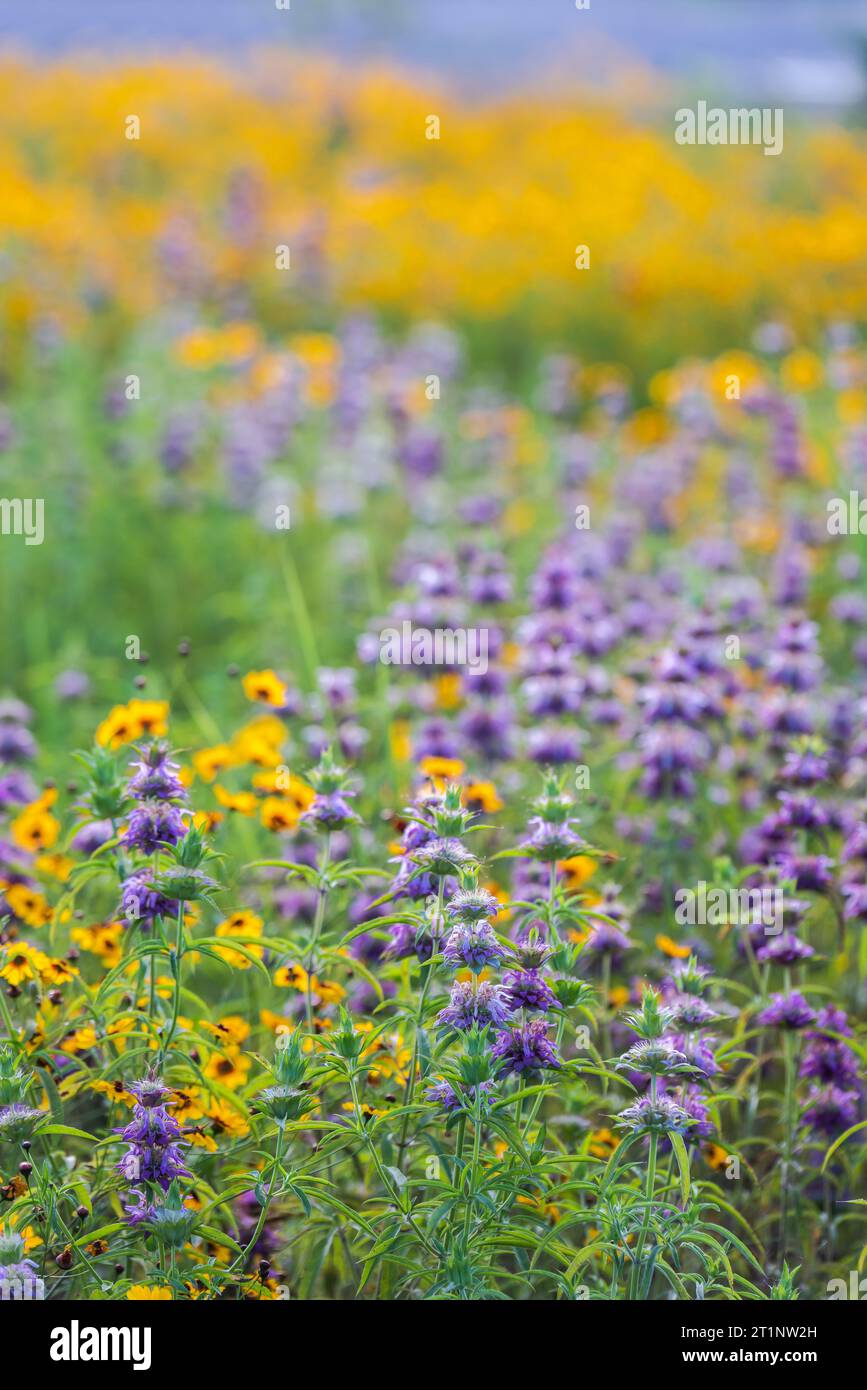 Colorful spring wildflowers covered the roadside and public areas in ...