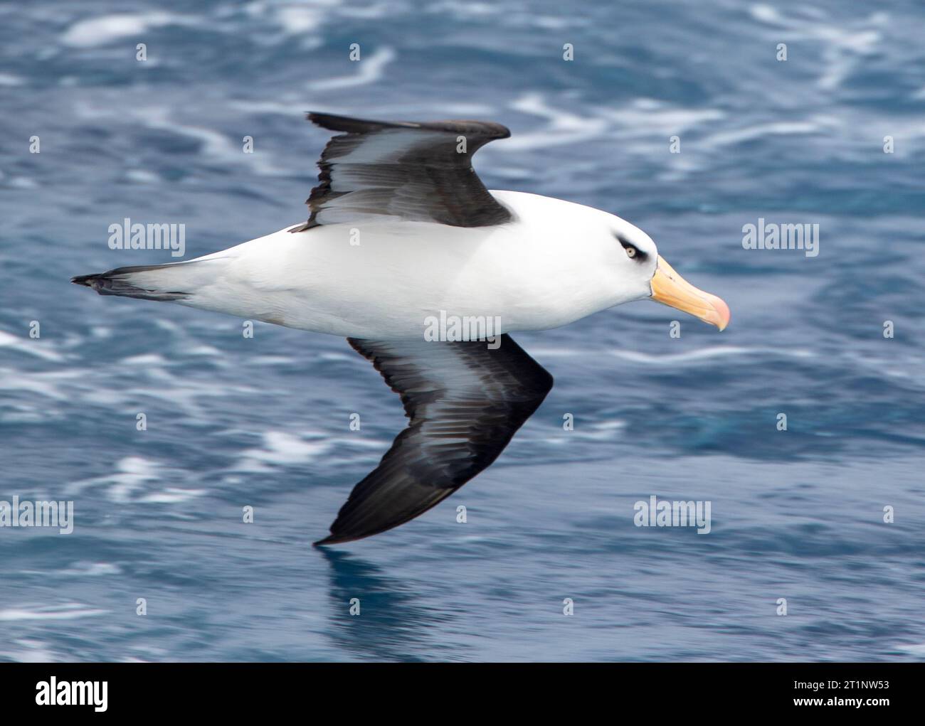 Adult Campbell Albatross (Thalassarche impavida), also known as ...