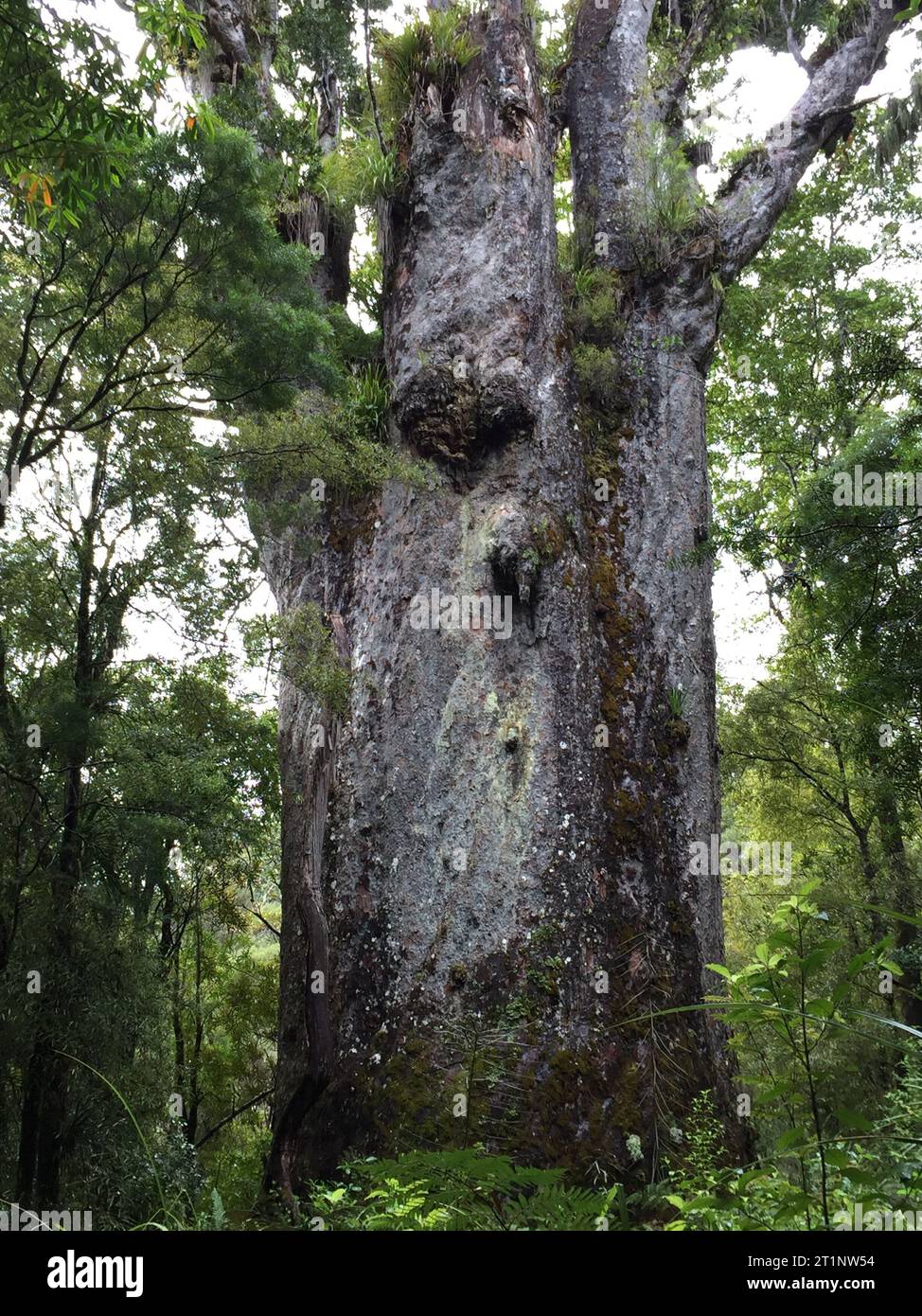 Te Matua Ngahere, a giant Kauri (Agathis australis) coniferous tree in ...