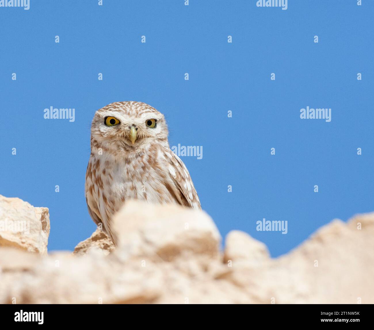 Desert Little Owl (Athene noctua lilith) in th Negev desert Israel ...