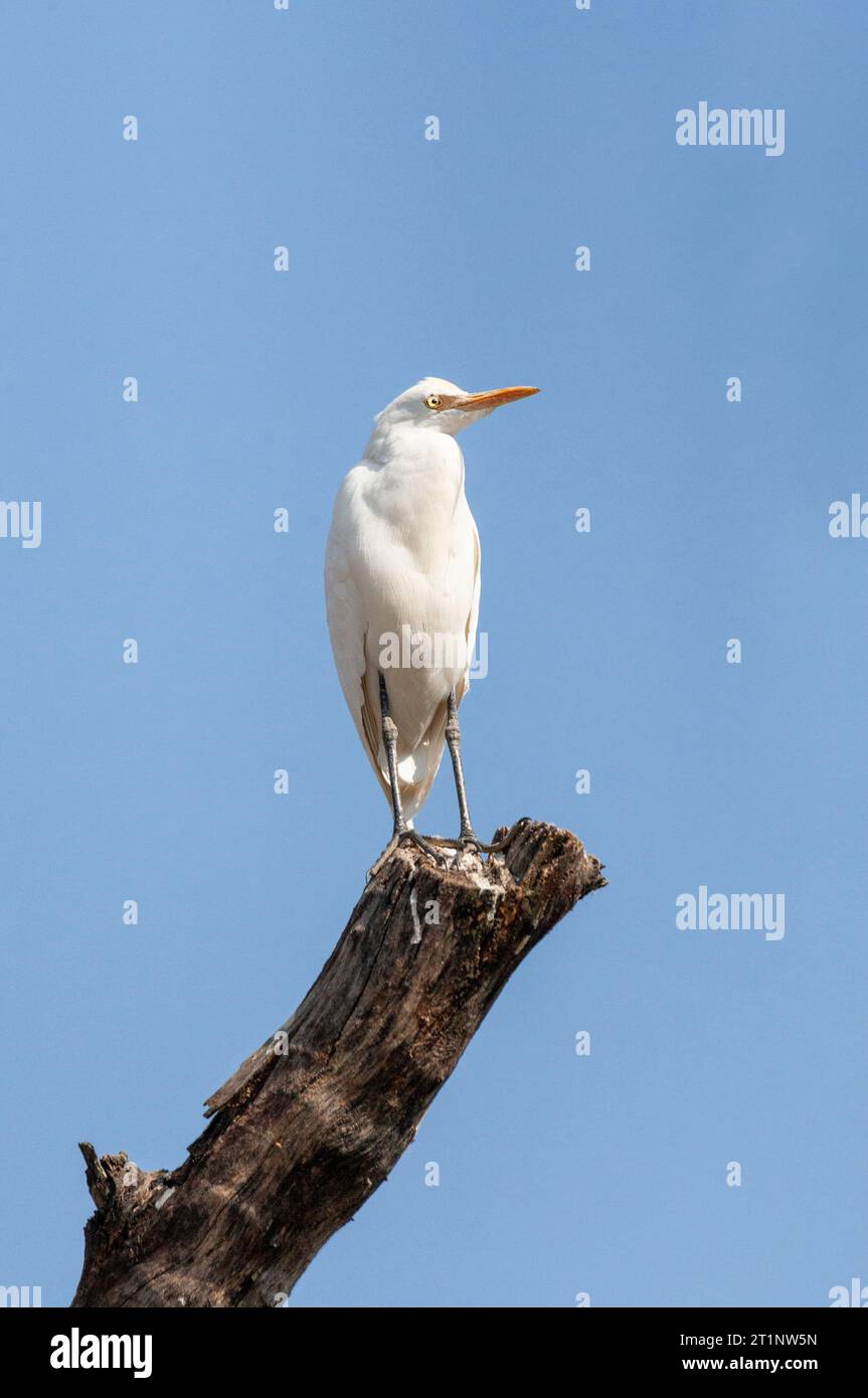 Eastern Cattle Egret (Bubulcus coromandus) standing on top of a broken ...