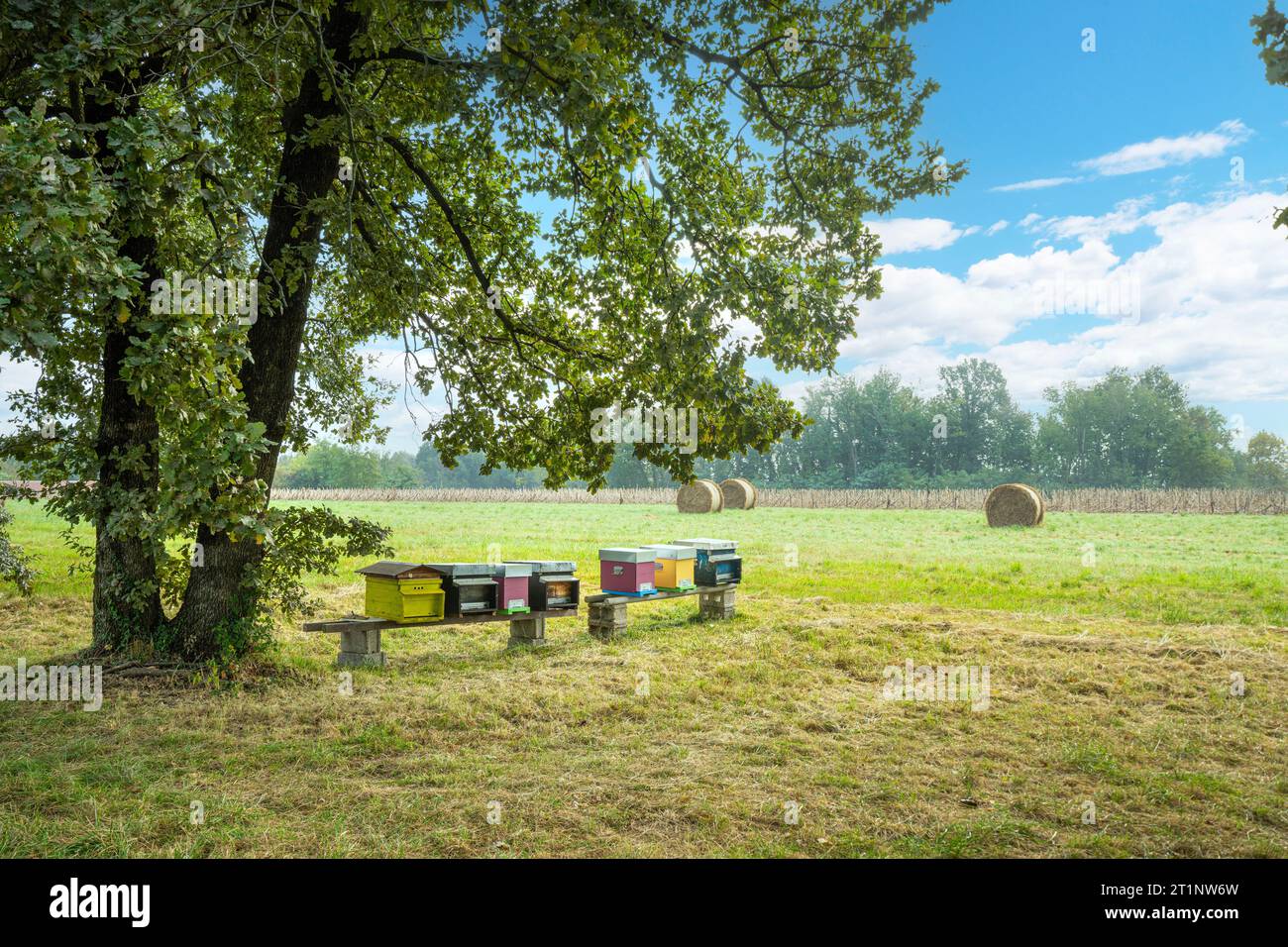 hives with bees in the countryside in autumn Stock Photo - Alamy