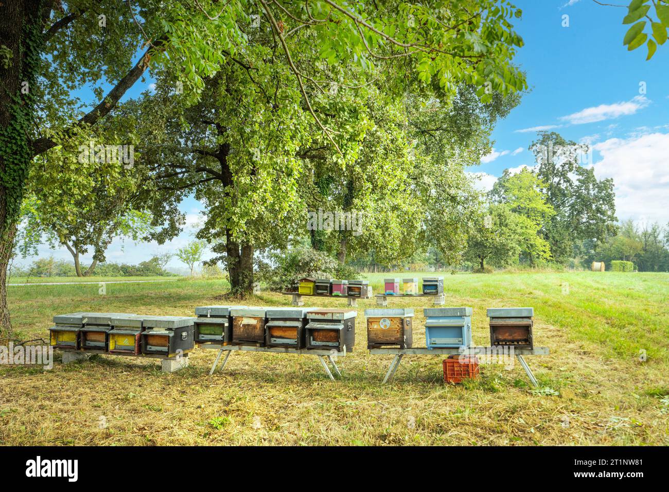 hives with bees in the countryside in autumn Stock Photo - Alamy