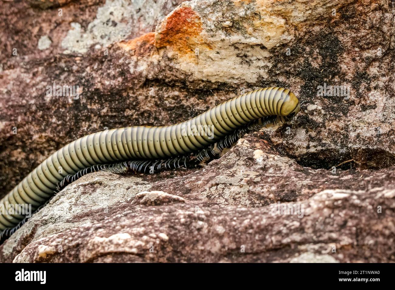 Crawling millipede hi-res stock photography and images - Alamy