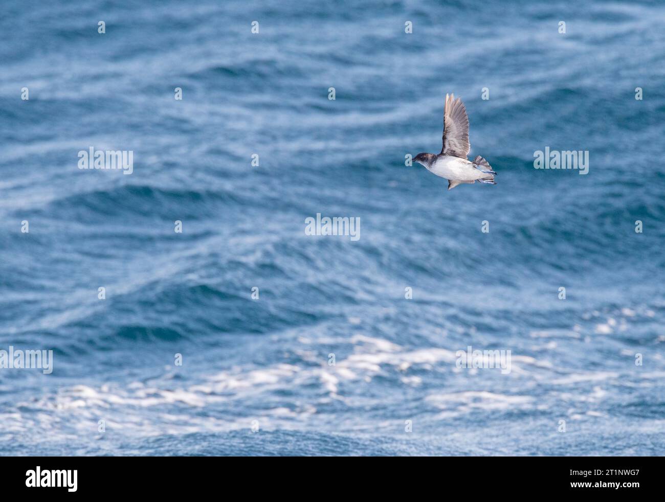 Common diving-petrel, Pelecanoides urinatrix urinatrix) at sea in the ...