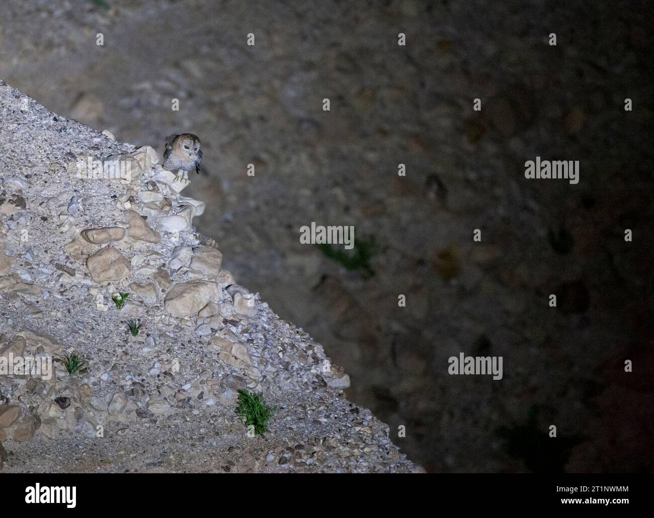 Desert Tawny Owl (Strix hadorami), formerly known as Hume's owl, in ...