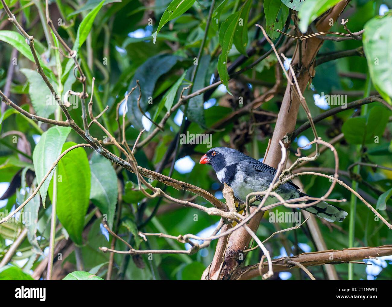 Masked Saltator (Saltator cinctus0 in Rio Blanco reserve in Colombia ...